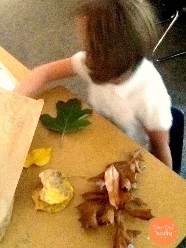 Fall Leaf Investigation with Downloadable Activities - Fairy Dust Teaching