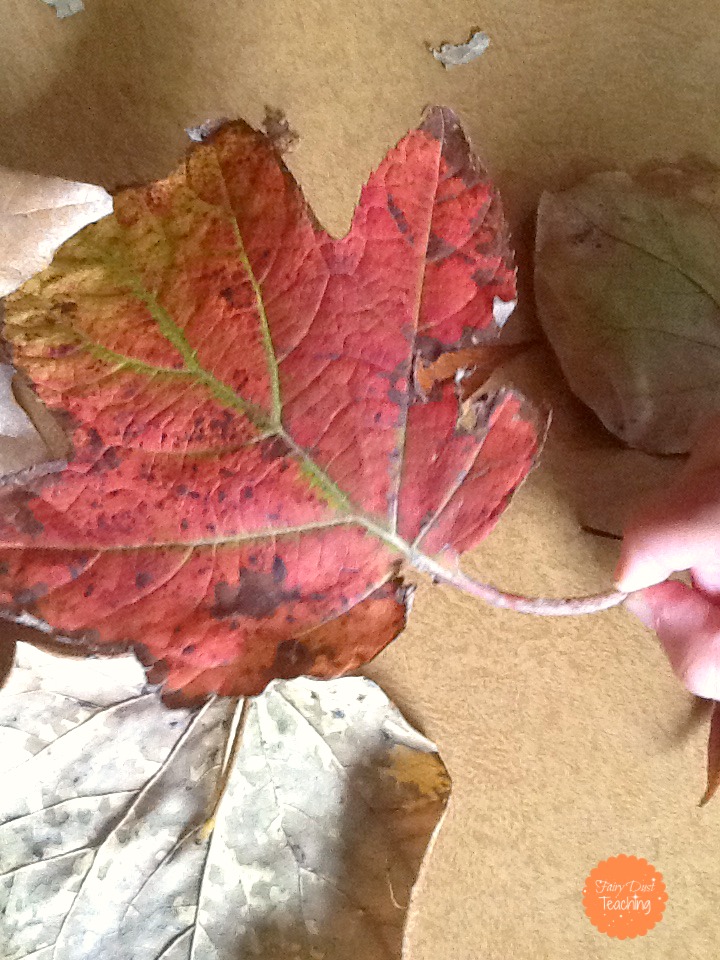 Fall Leaf Investigation with Downloadable Activities - Fairy Dust Teaching